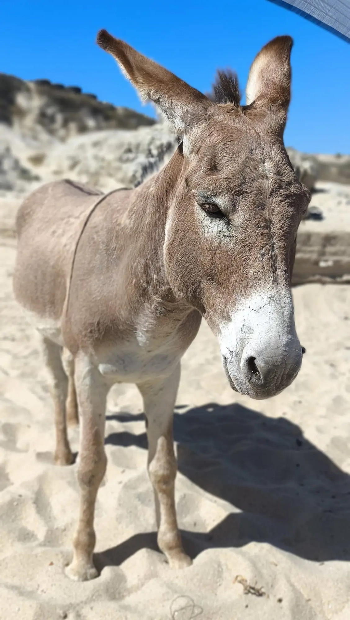 Exploring the Beauty of Cerritos, Baja California Sur: A Paradise at ...