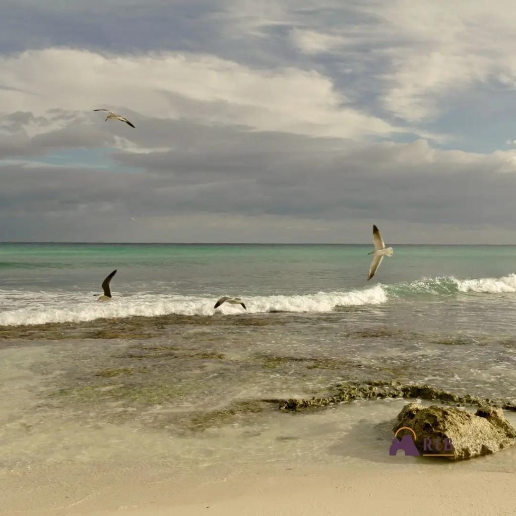 Baja California Sur es una región de México conocida por su diversidad ...