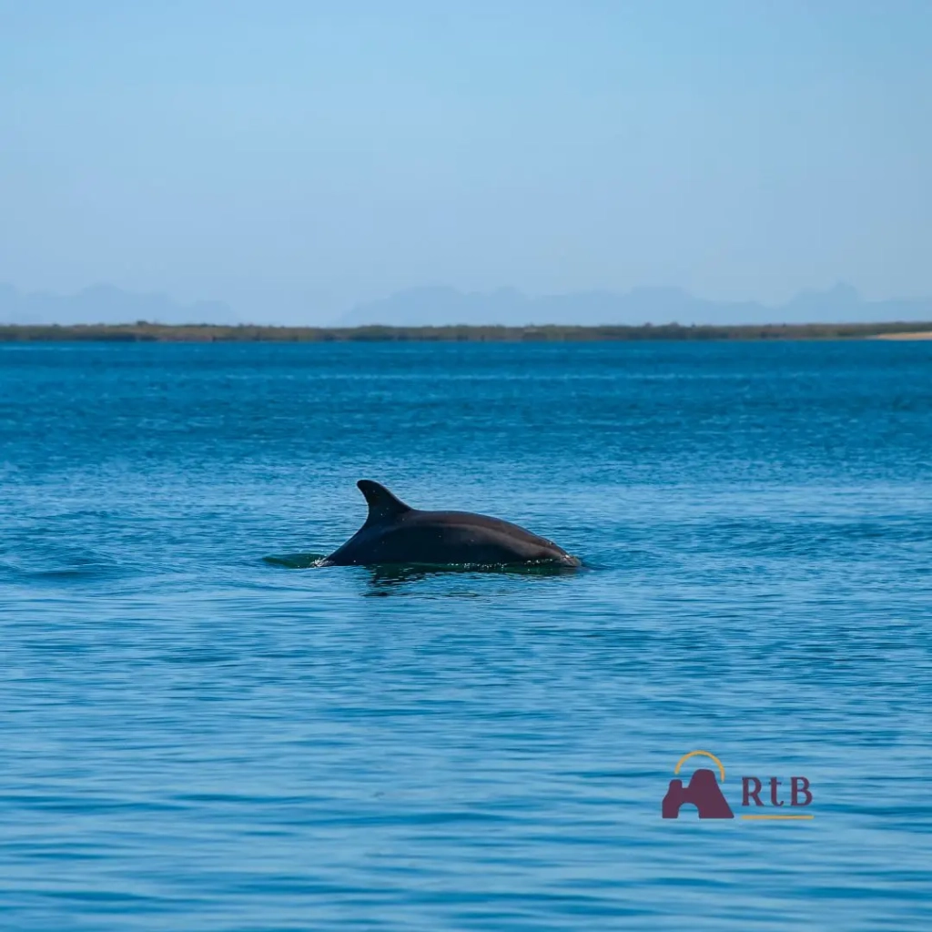 Baja California Sur es una región de México conocida por su diversidad ...